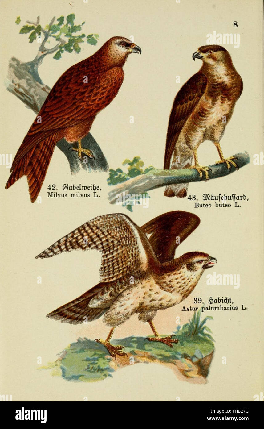 Schreibers kleiner Atlas der einheimischen Vögel, a small atlas of ...