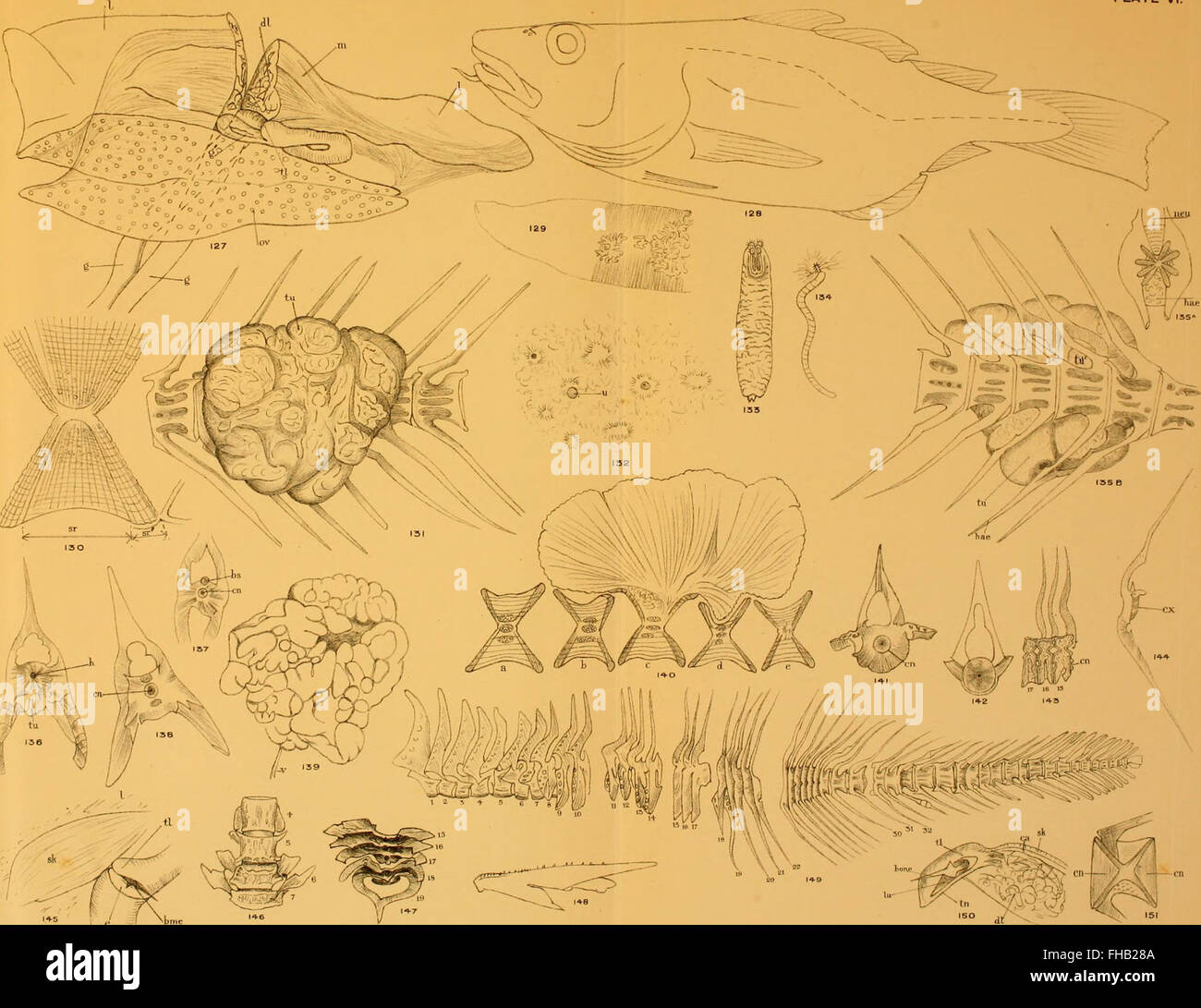 A scientific publication from 1911 documenting various investigations ...