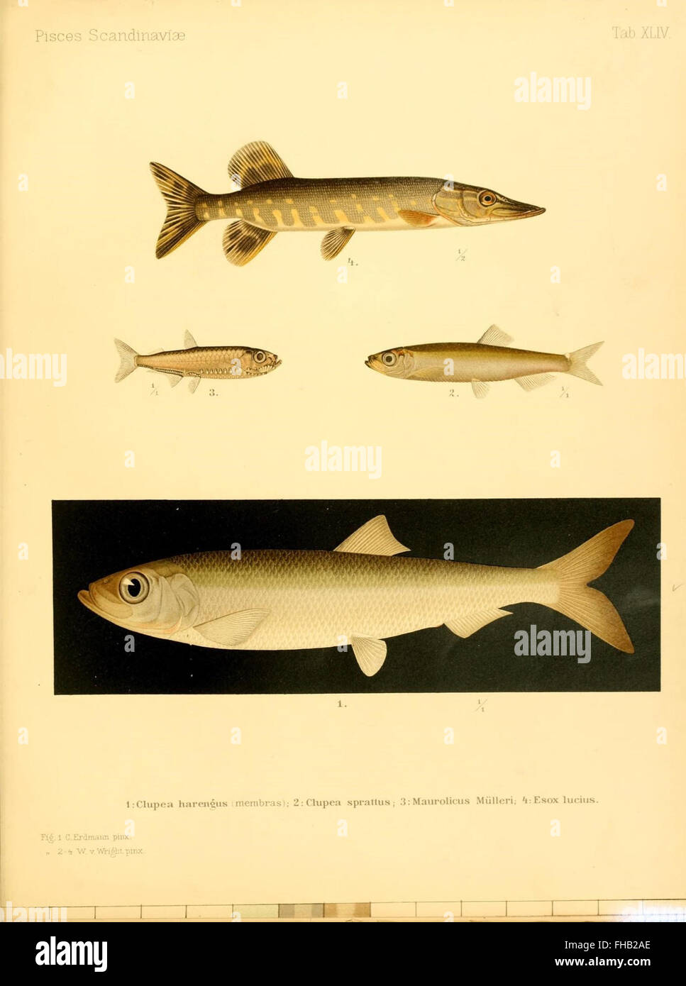 A history of Scandinavian fishes, detailing their classification and ...