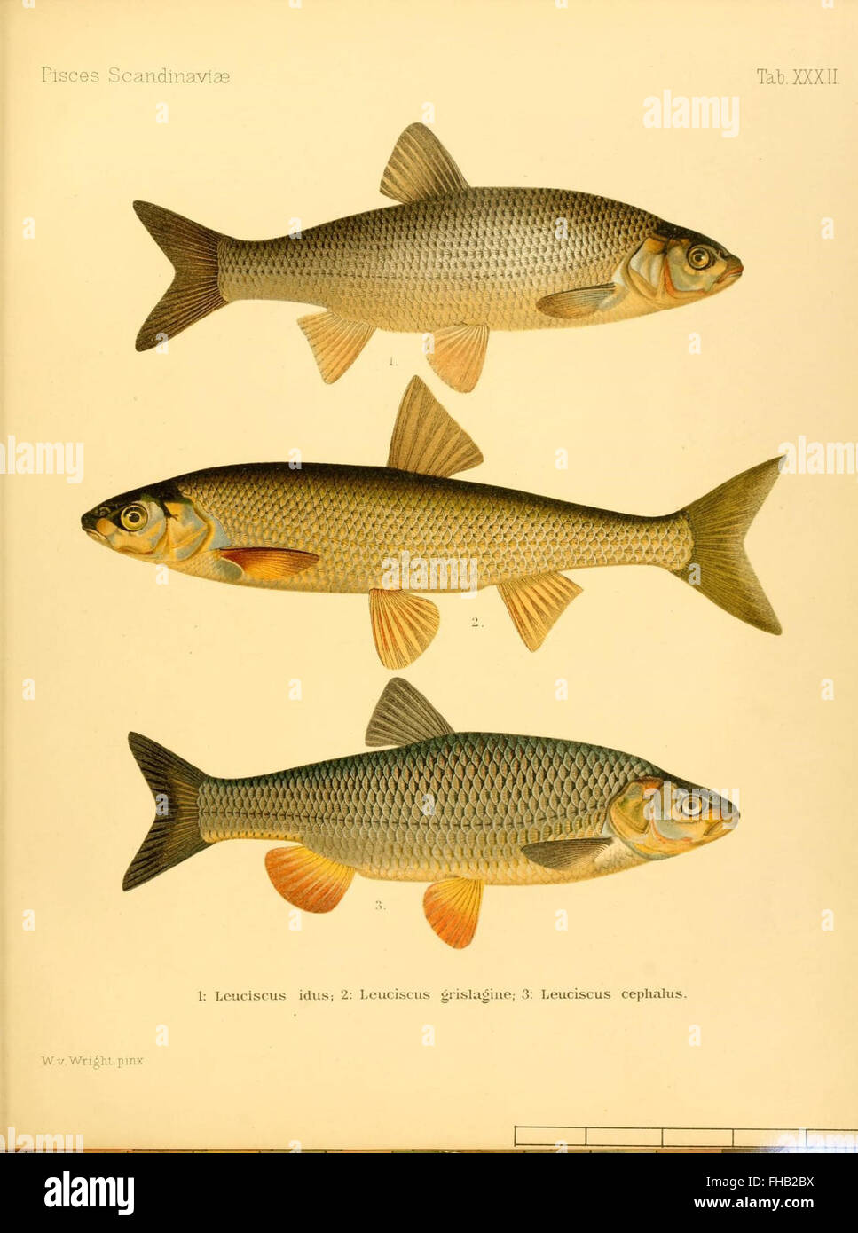 This work presents a comprehensive classification and identification of ...
