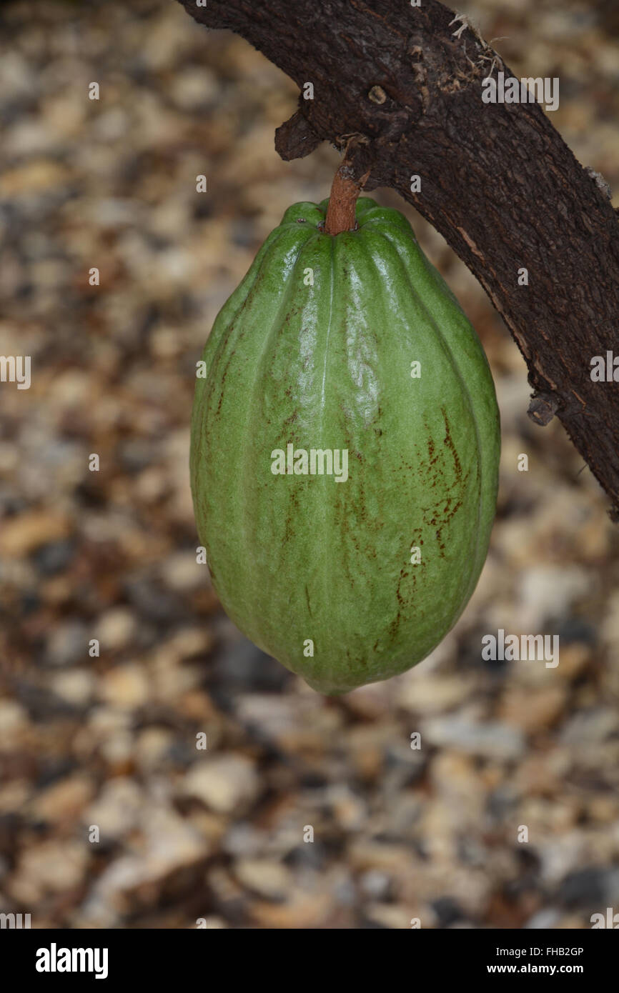 Green Cocoa Pod High Resolution Stock Photography and Images - Alamy