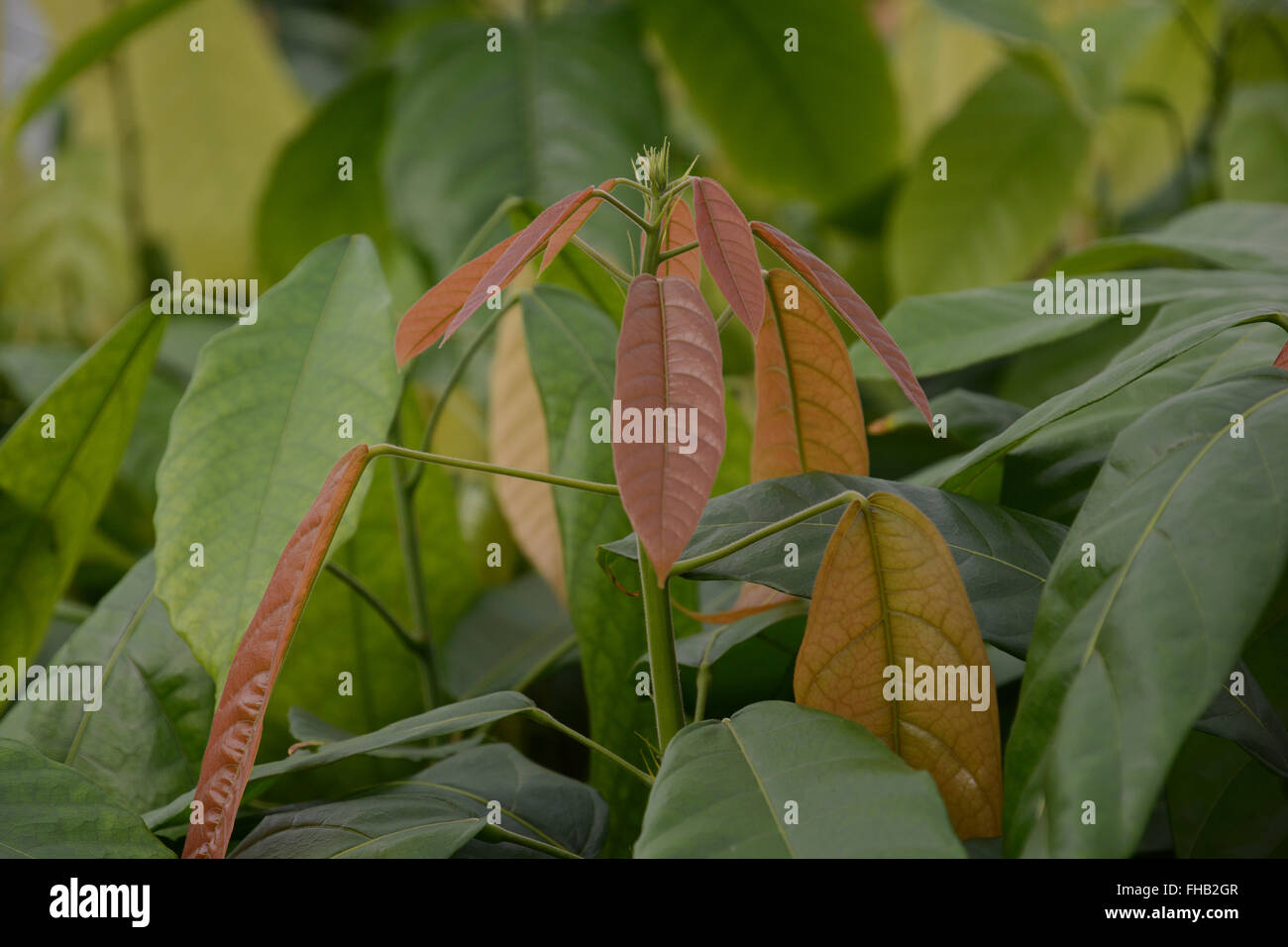 Cocoa tree leaves hi-res stock photography and images - Alamy