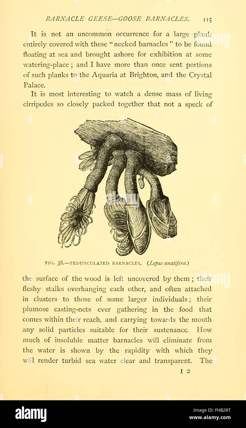 An exploration of ocean-based folklore and myths, analyzing the origins ...