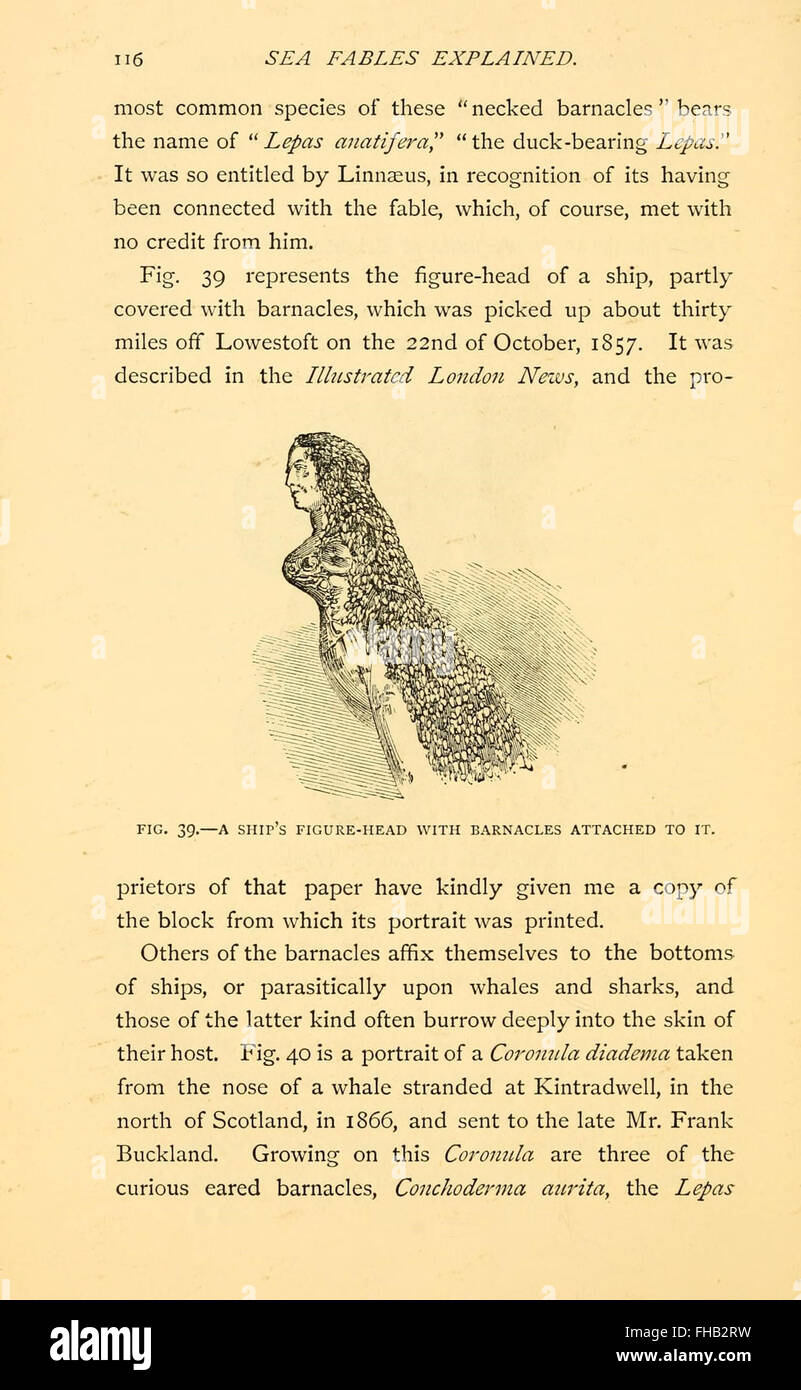 A collection of sea-related fables and folklore, explained through the ...