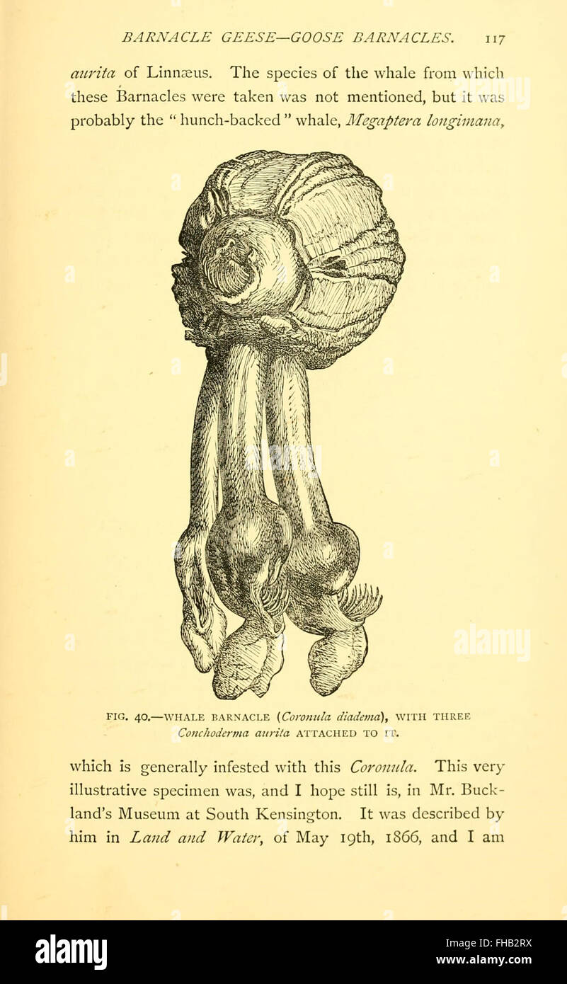 A collection of botanical illustrations of indigenous and exotic plants ...