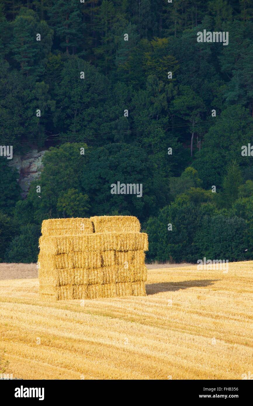 Stack of square hay bails in harvested field. Woodland background Stock ...