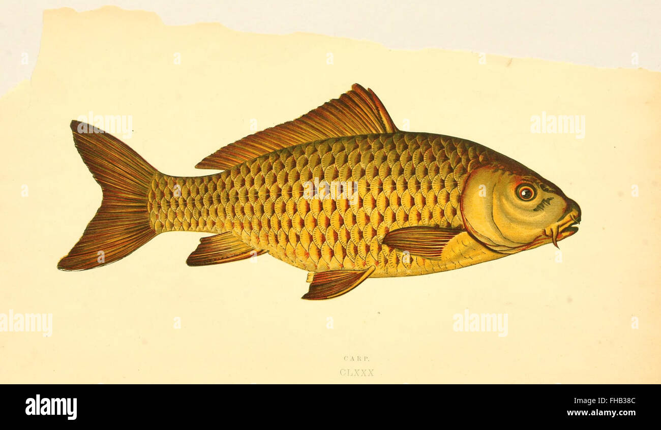 A comprehensive history of the fish species in the British Isles Stock ...