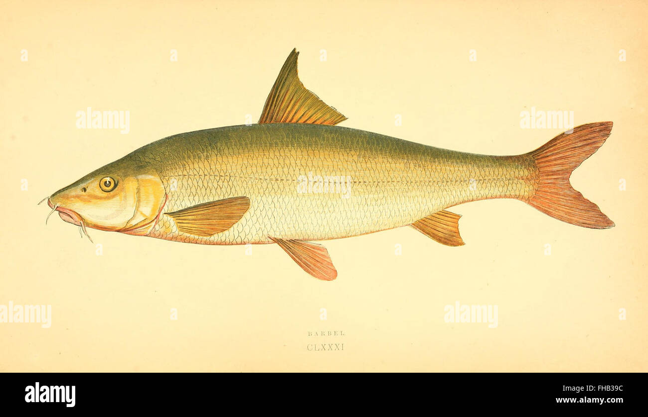 A comprehensive work on the fish species of the British Islands ...