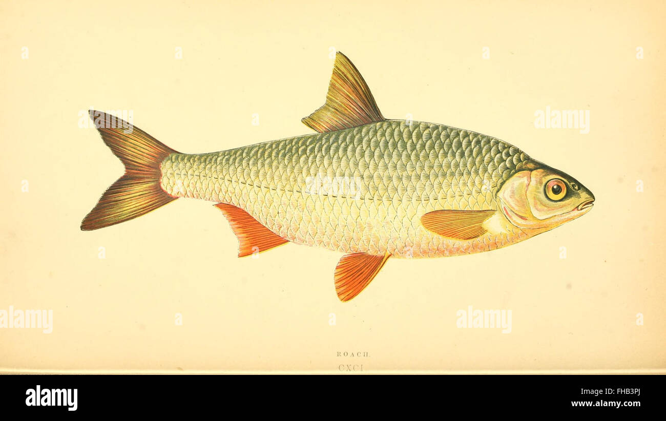 A comprehensive study of the fish species native to the British Isles ...