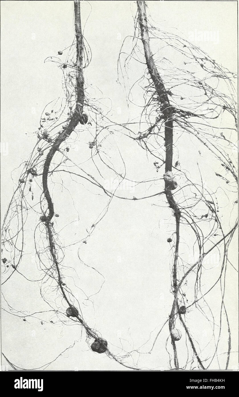 Soil inoculation hi-res stock photography and images - Alamy
