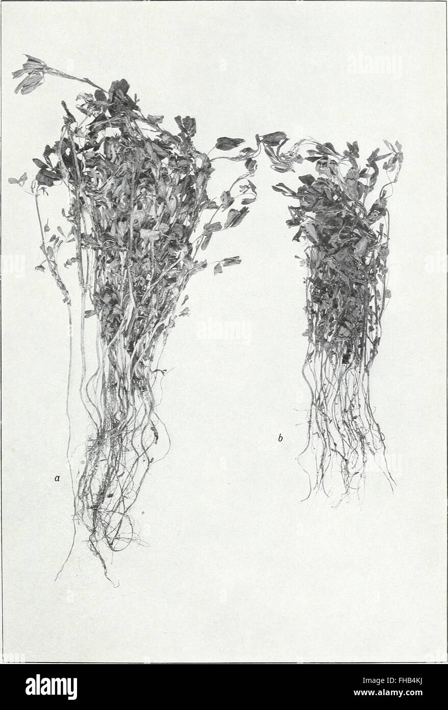 A 1905 report on the process and effectiveness of soil inoculation for ...