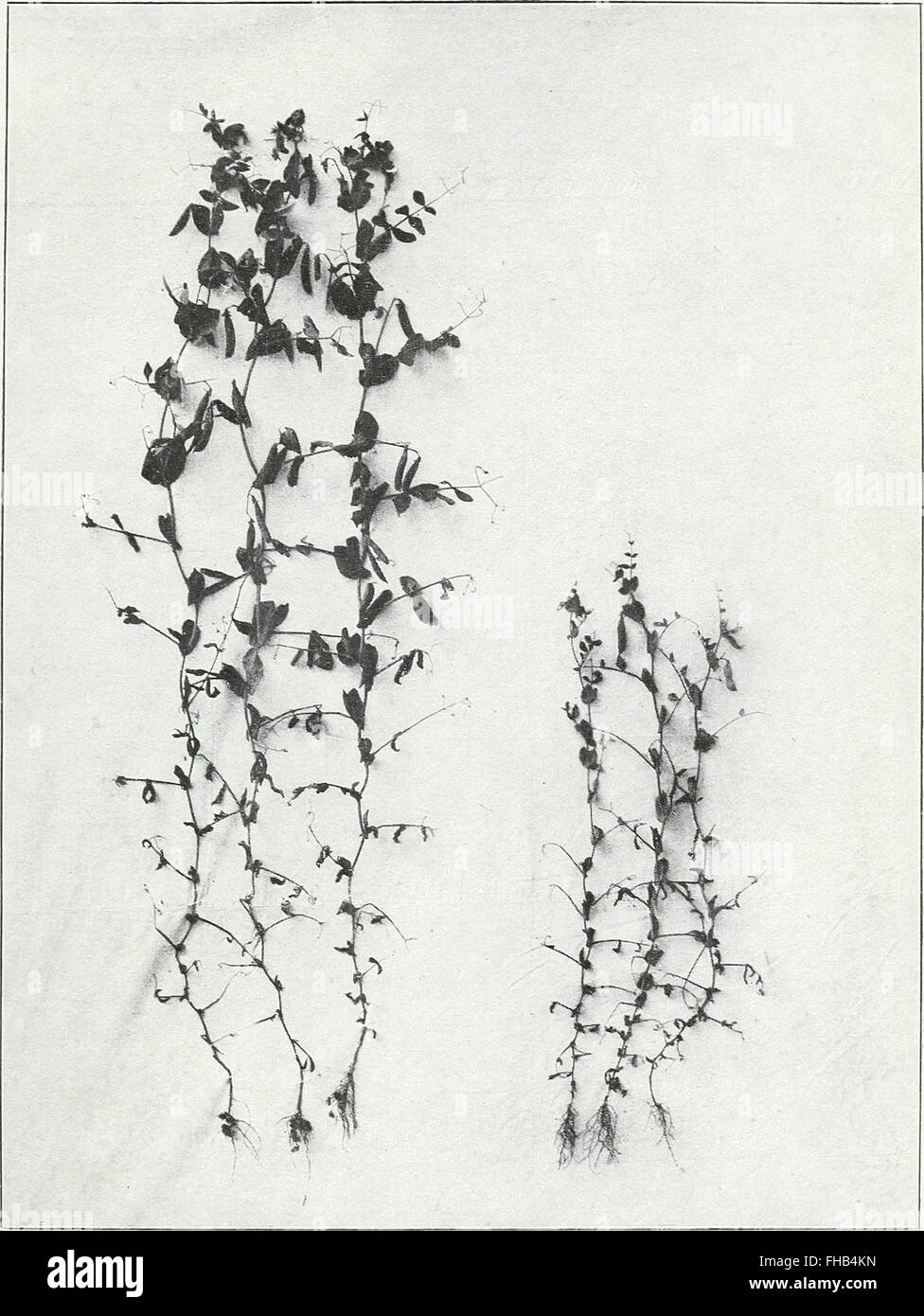 Soil inoculation hi-res stock photography and images - Alamy