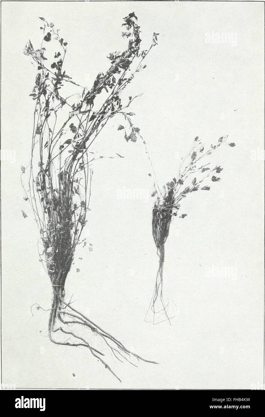 A 1905 study on soil inoculation techniques for legumes, highlighting ...