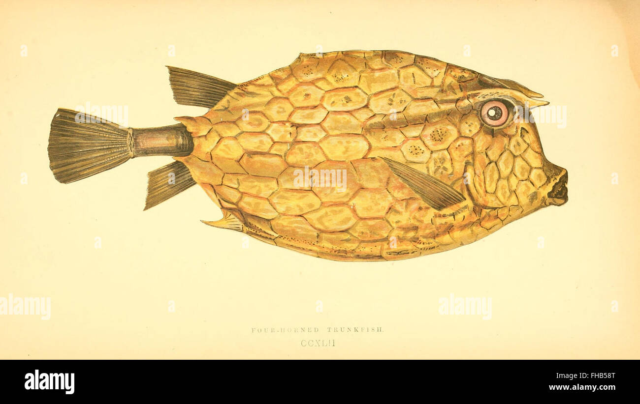 A historical account of fish species in the British Islands, providing ...