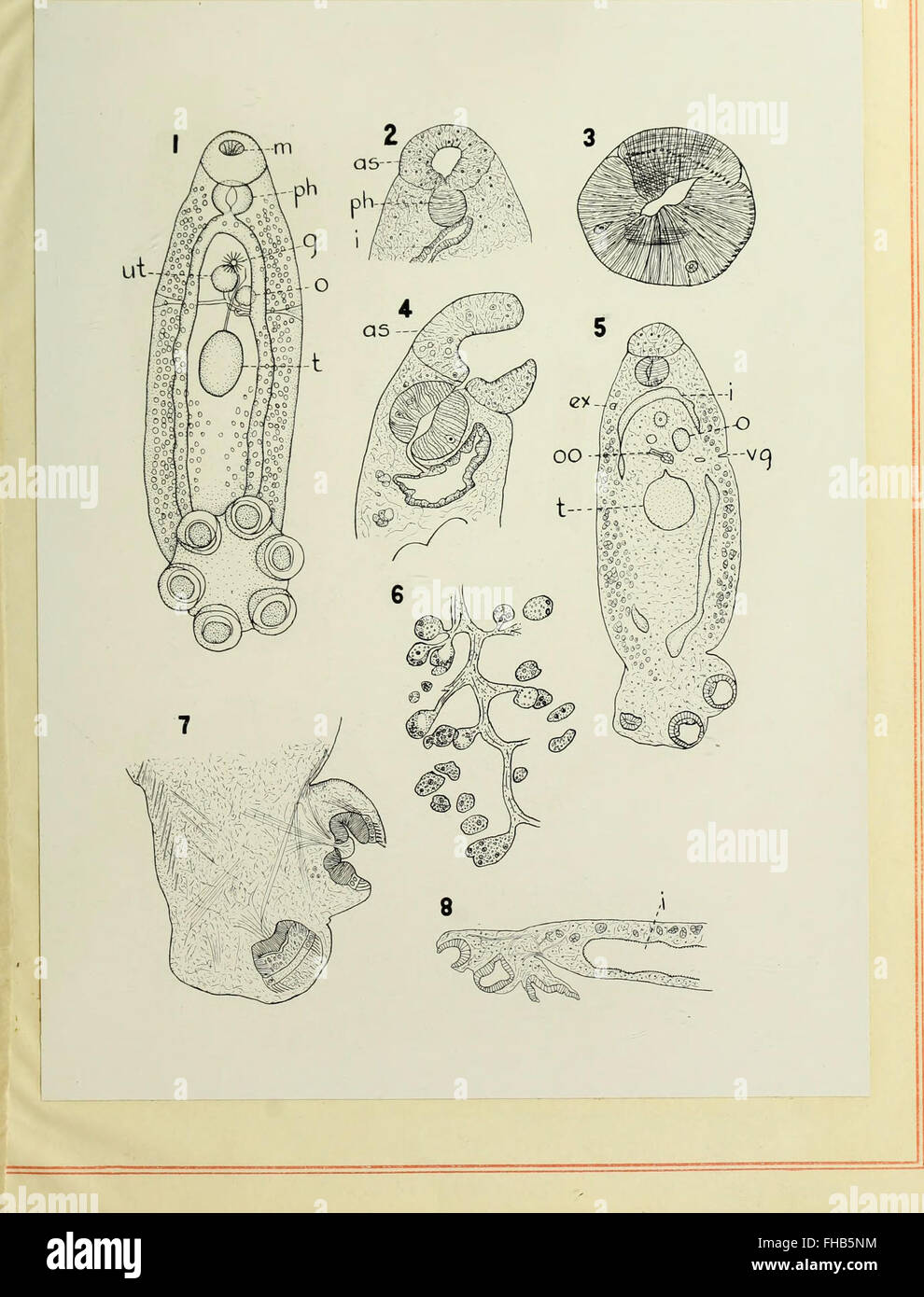 A scientific study from 1916 on parasitic flatworms in North America ...