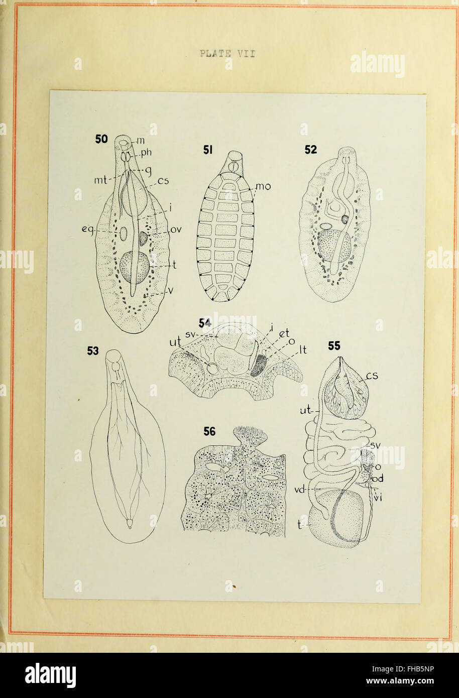 Zoological research from 1916 on North American parasitic flatworms ...