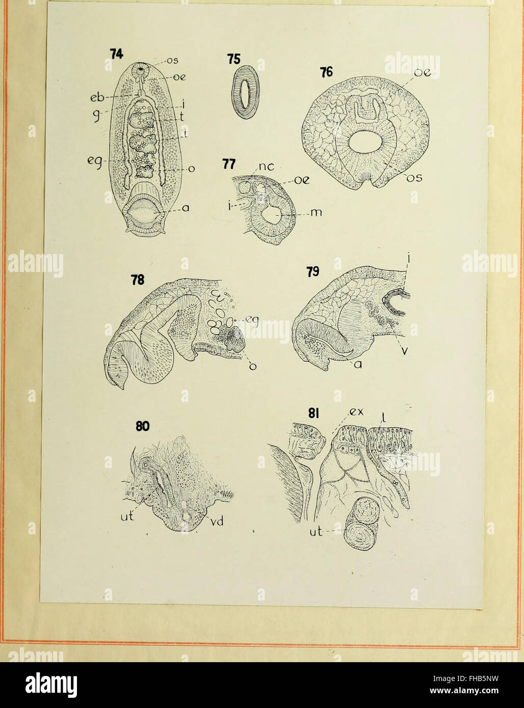Studies on North American Polystomidae, Aspidogastridae, and ...