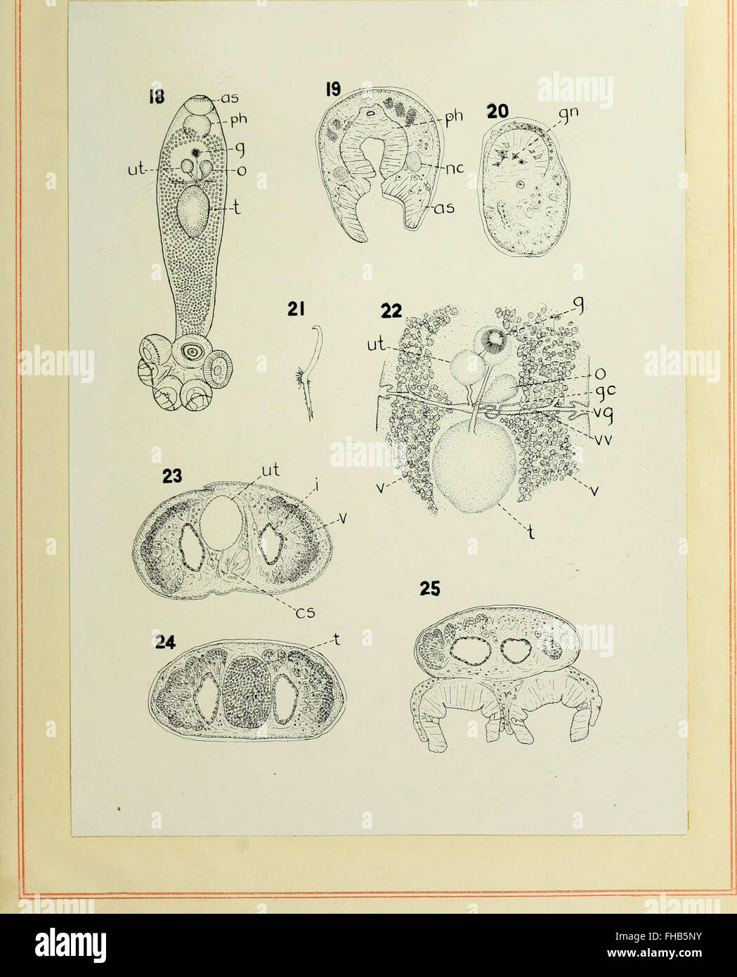 A study on North American parasitic flatworms, including Polystomidae ...