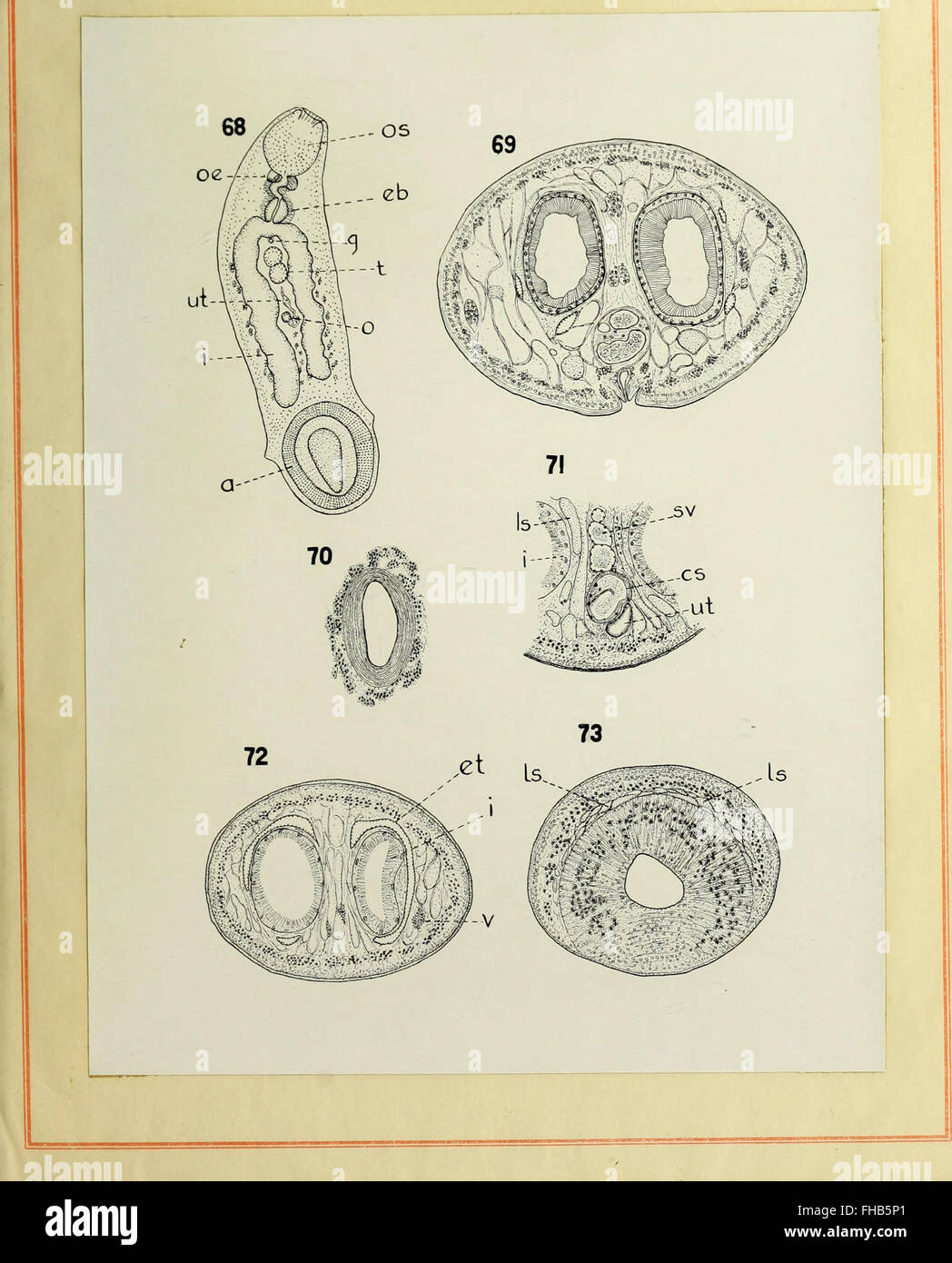 Parasitic flatworms hi-res stock photography and images - Alamy