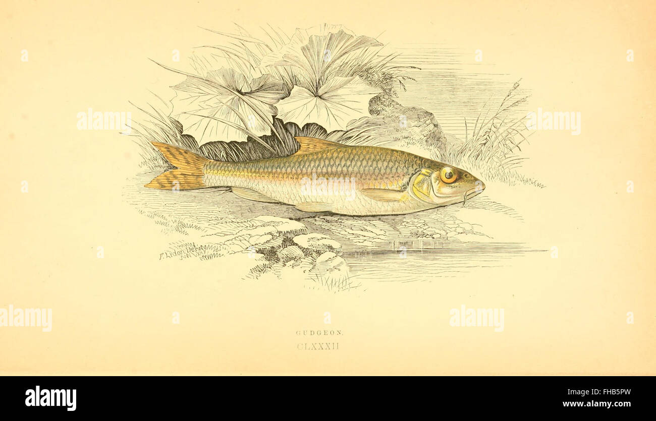 Freshwater animal british isles hi-res stock photography and images - Alamy