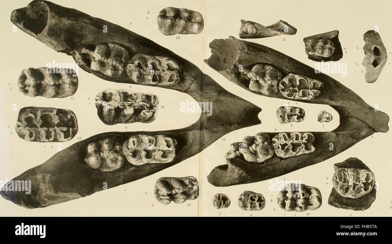A 1903 volume of the Swedish Academy of Sciences' proceedings, documenting scientific studies ...