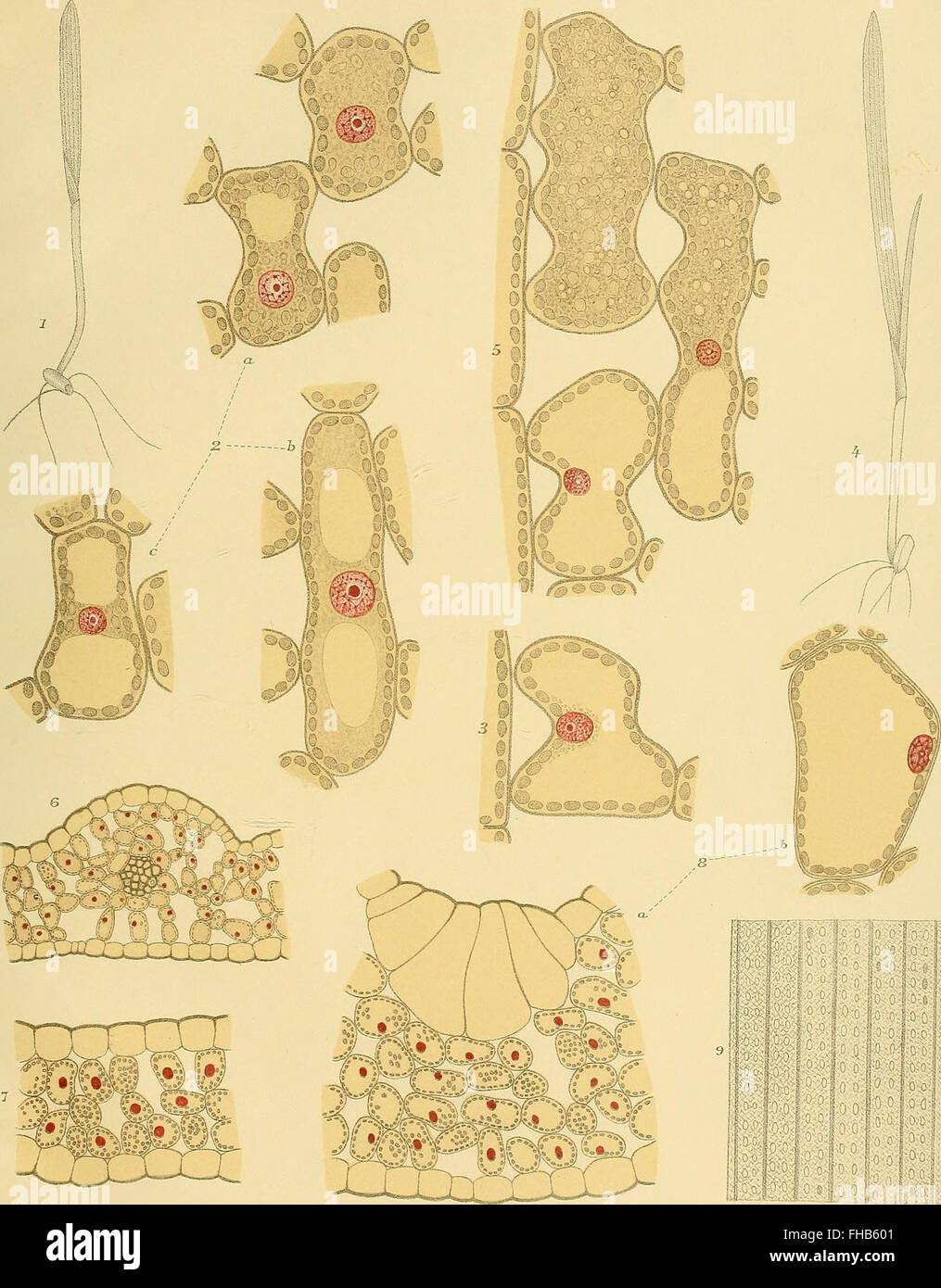 A 1903 publication by the Swedish Academy of Sciences, documenting ...