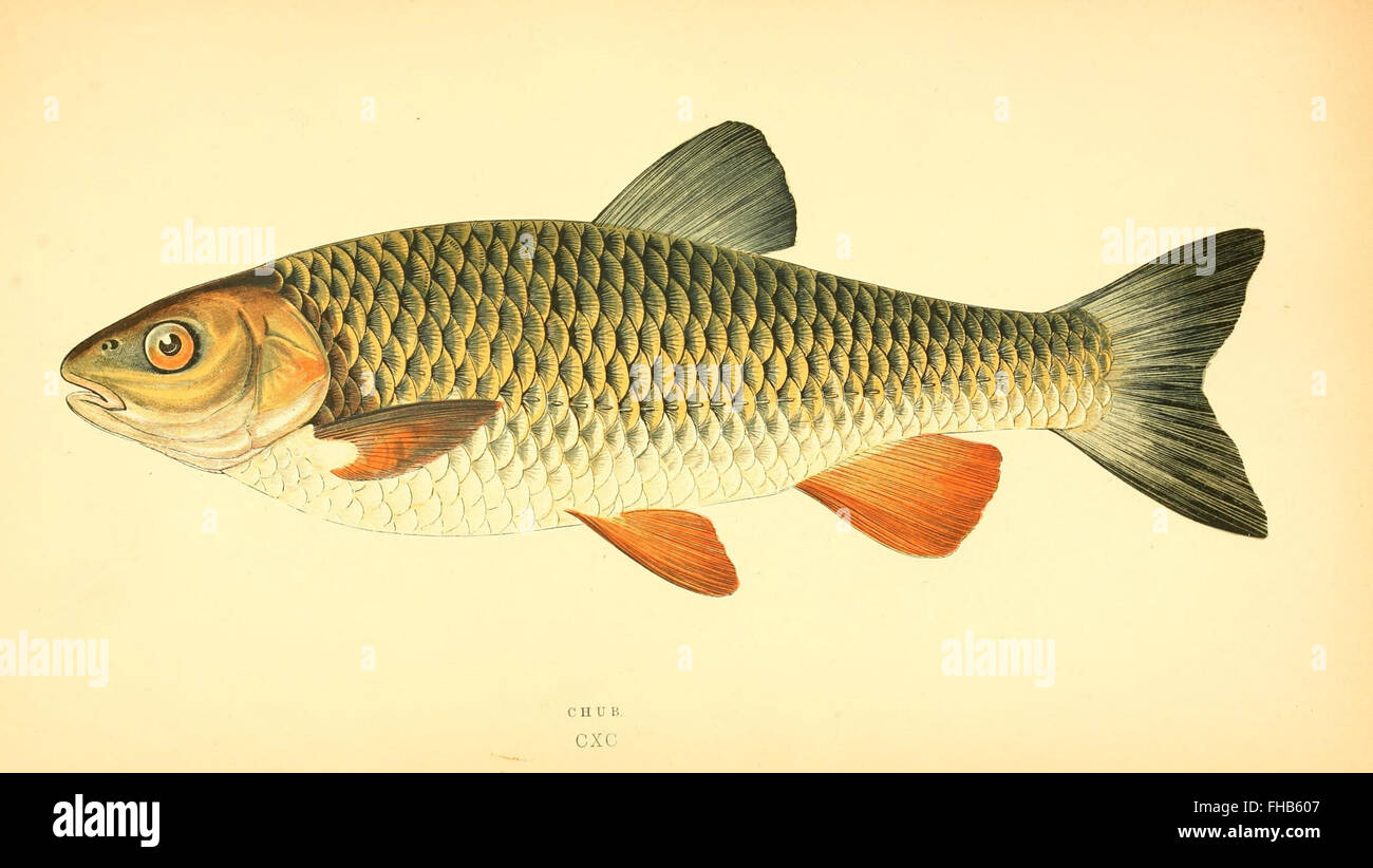 A History of the Fishes of the British Islands, a comprehensive work ...