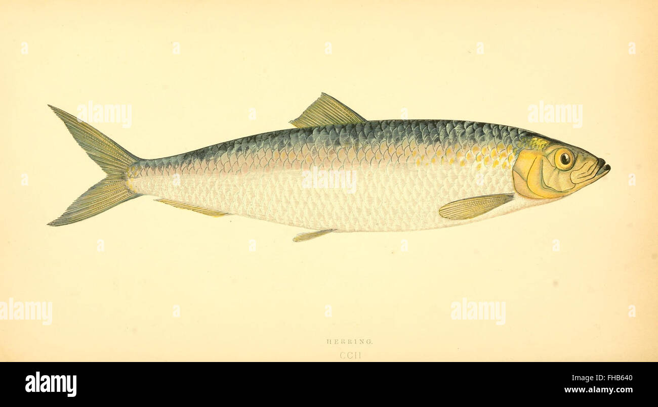 A historical study of the fish species native to the British Islands ...