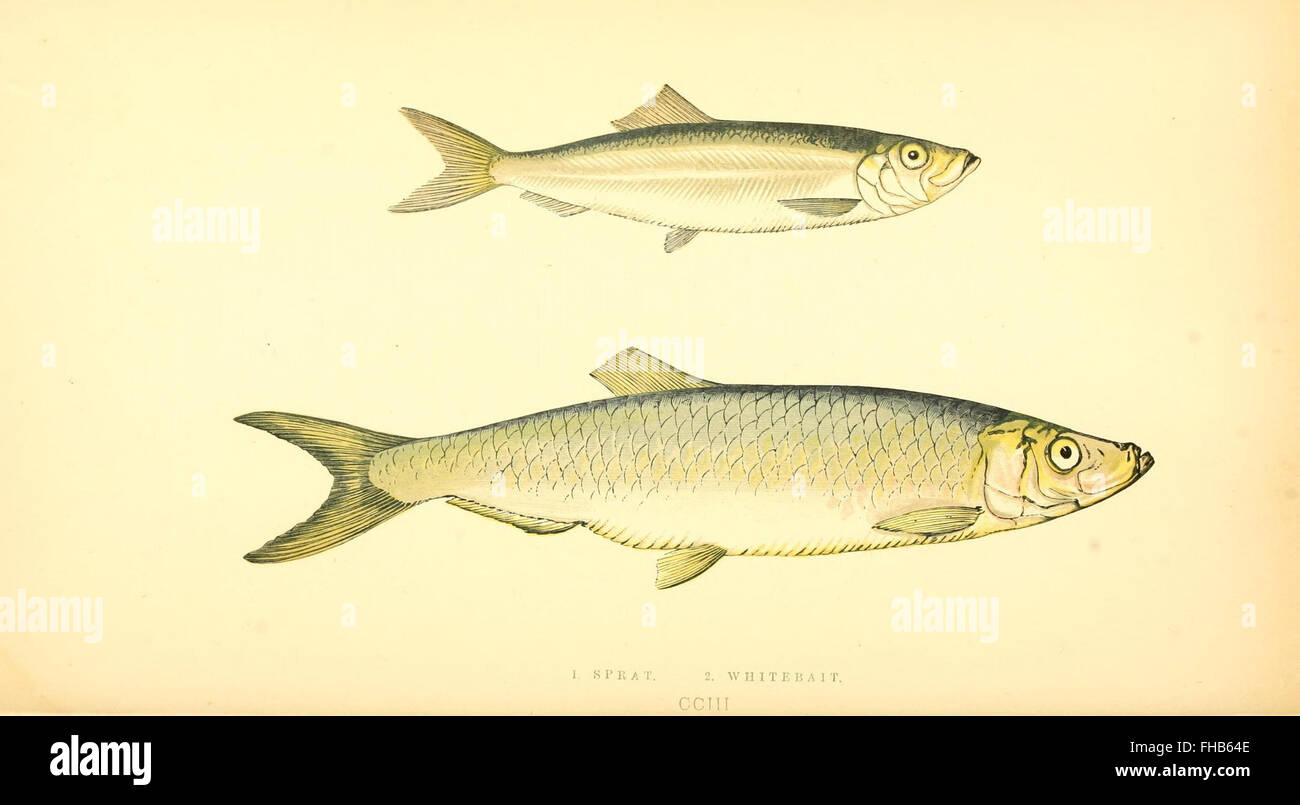 A historical account of the fish species in the British Islands, with a ...