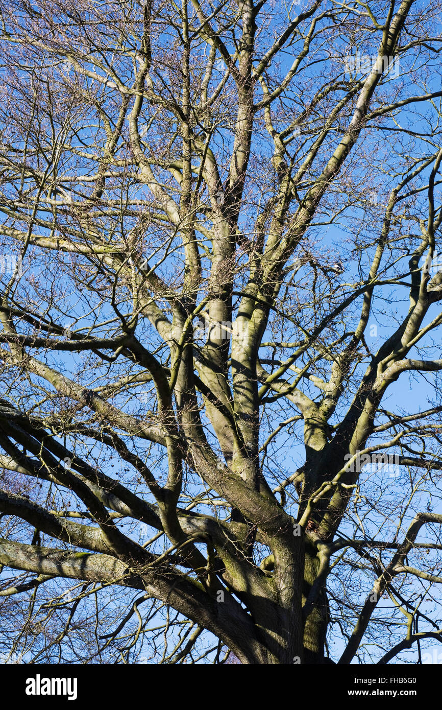 Fagus sylvatica in Winter. Winter sunlight on the branches of a Beech ...