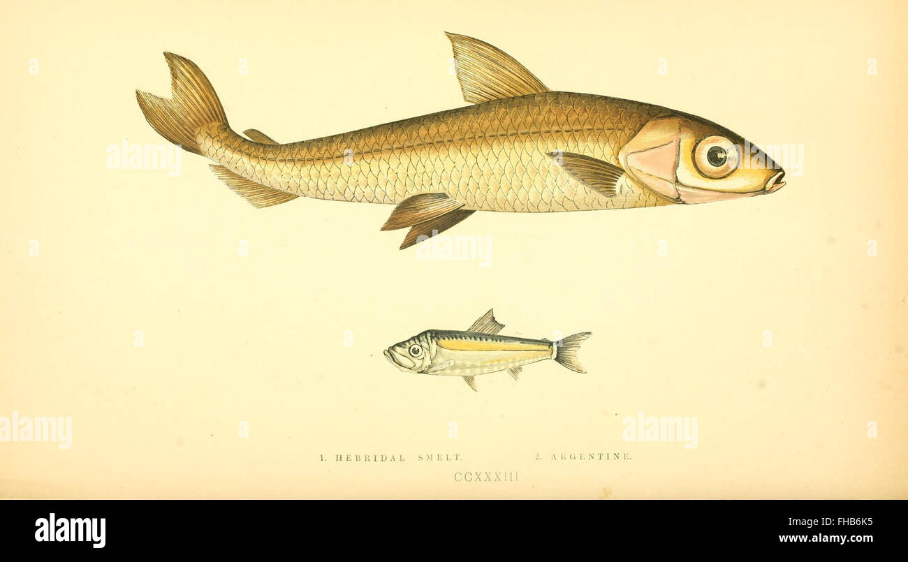 A history of the fishes of the British Islands, Fishes Great Britain ...
