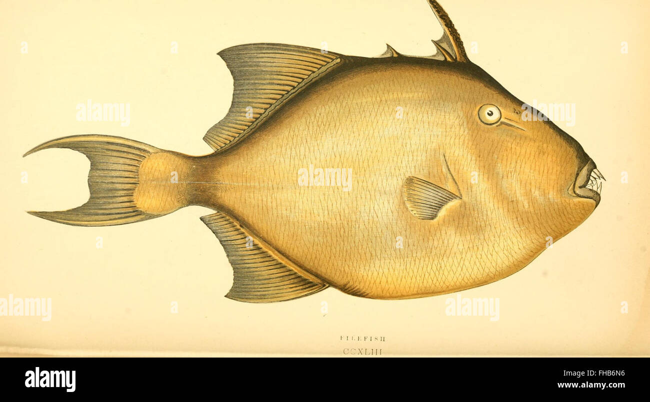 A History of the Fishes of the British Islands, a comprehensive work on ...