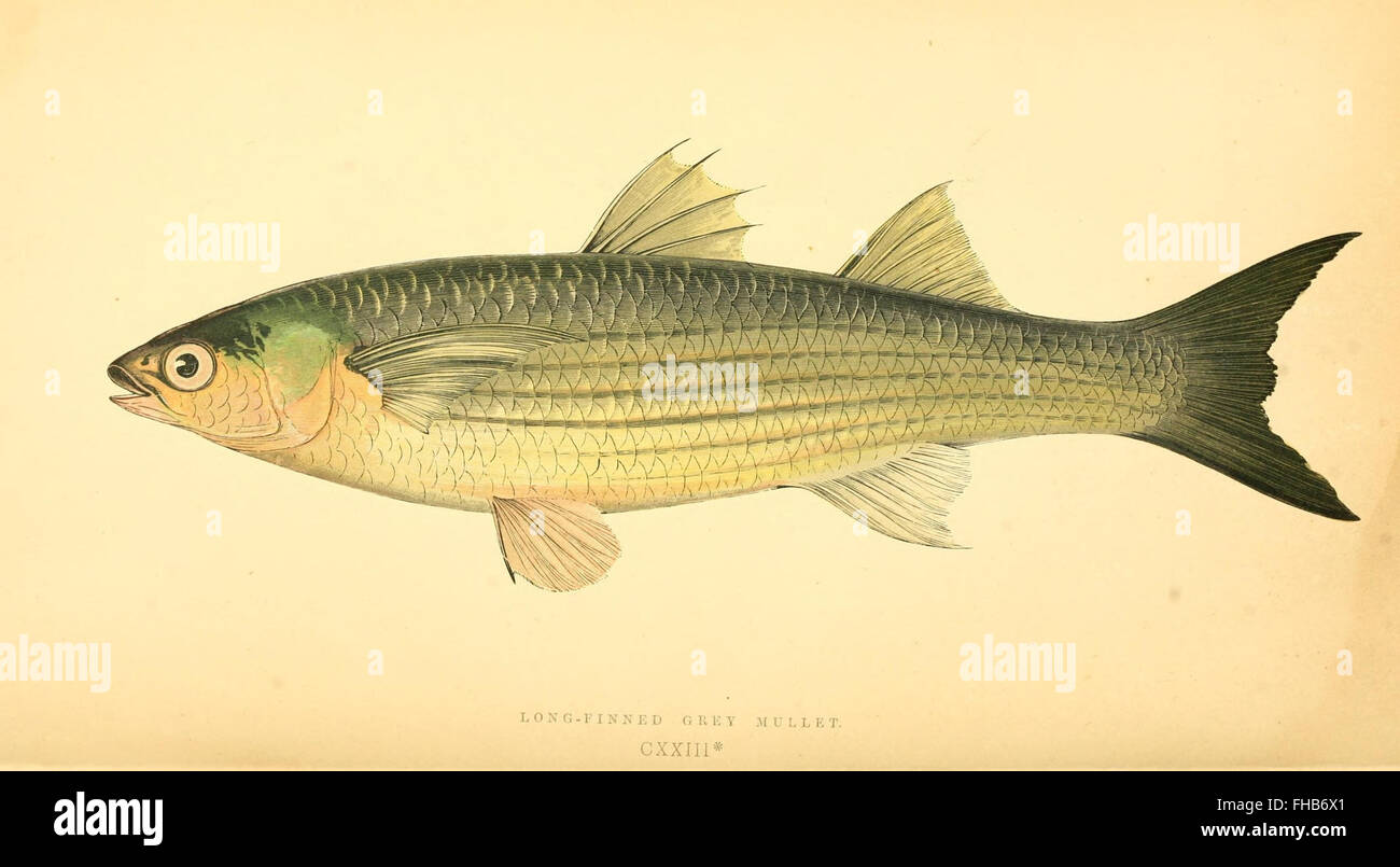'A History of the Fishes of the British Islands' is a detailed work on ...