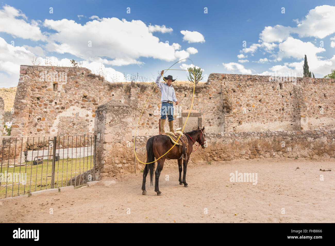 A Mexican charro or cowboy practices roping skills on his horse at a ...