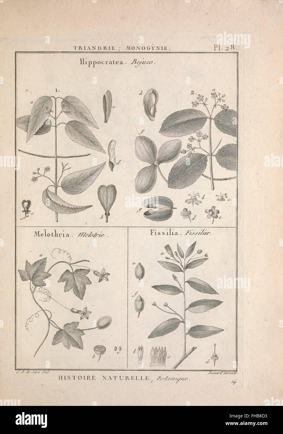 An encyclopedic and methodical table of the three kingdoms of nature ...