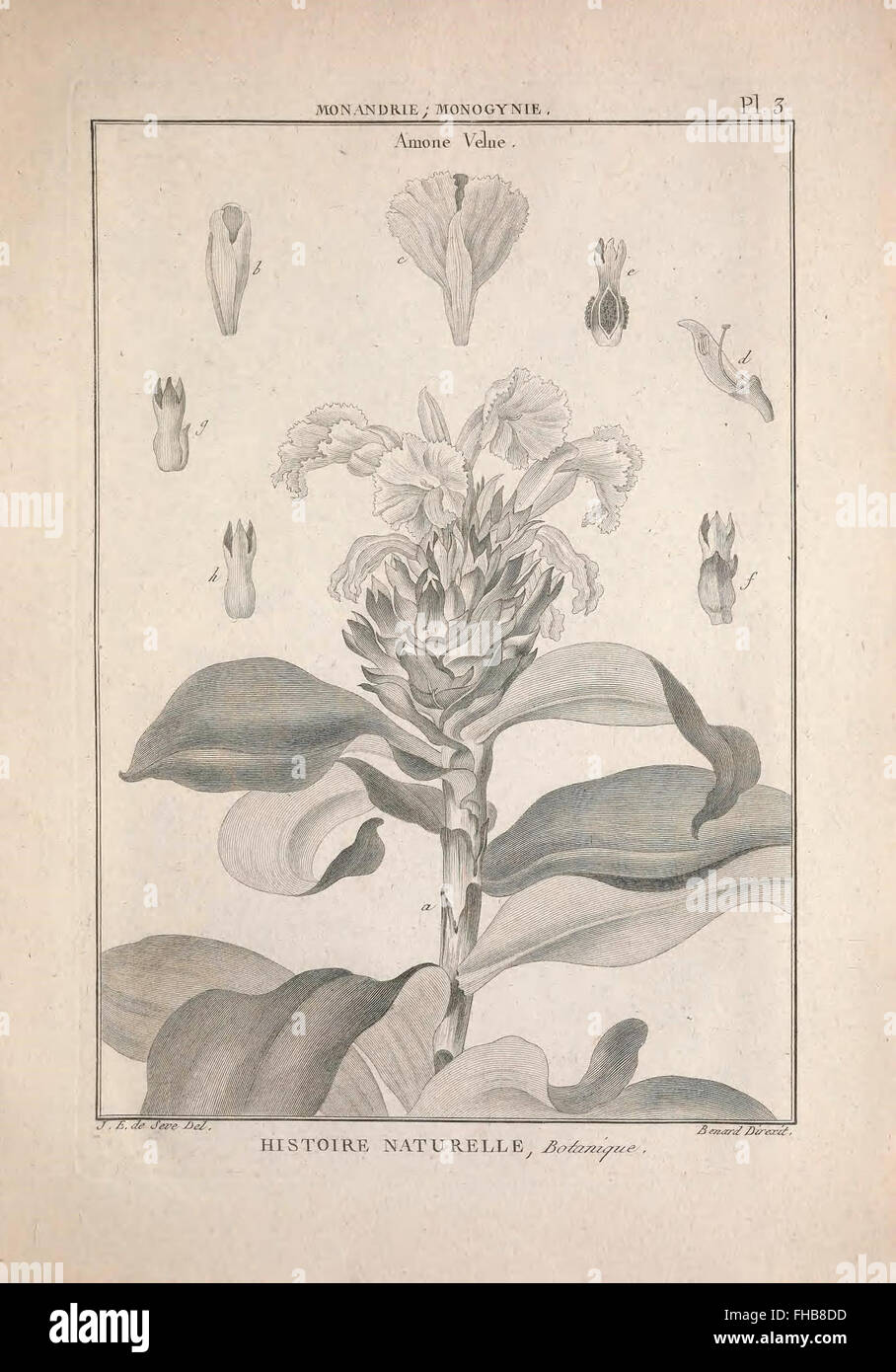 An encyclopedic and systematic representation of the three kingdoms of ...