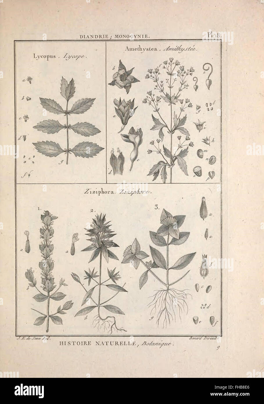 An encyclopedic and systematic tableau of the three kingdoms of nature ...