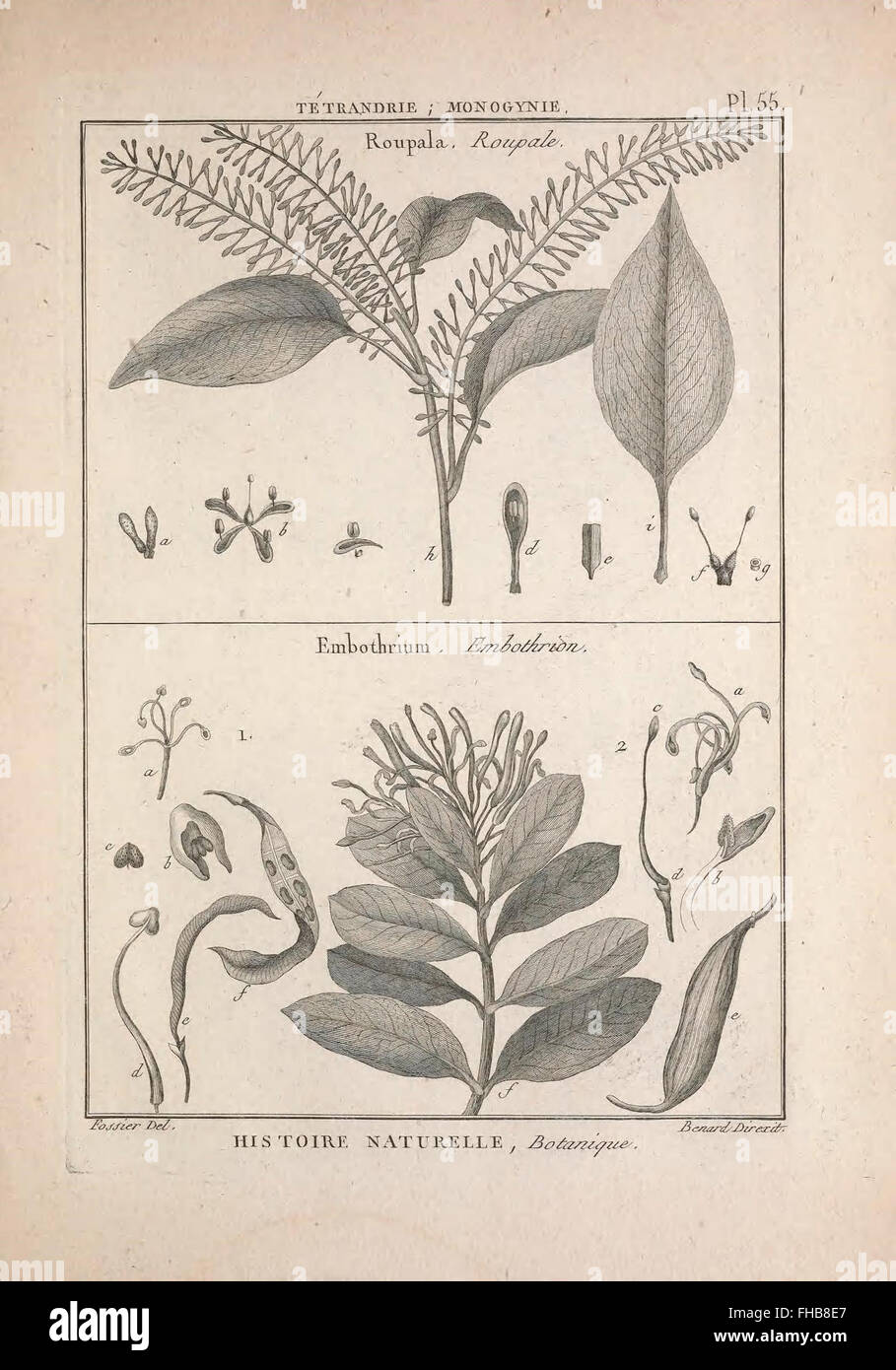 An encyclopedic and systematic tableau of the three kingdoms of nature ...