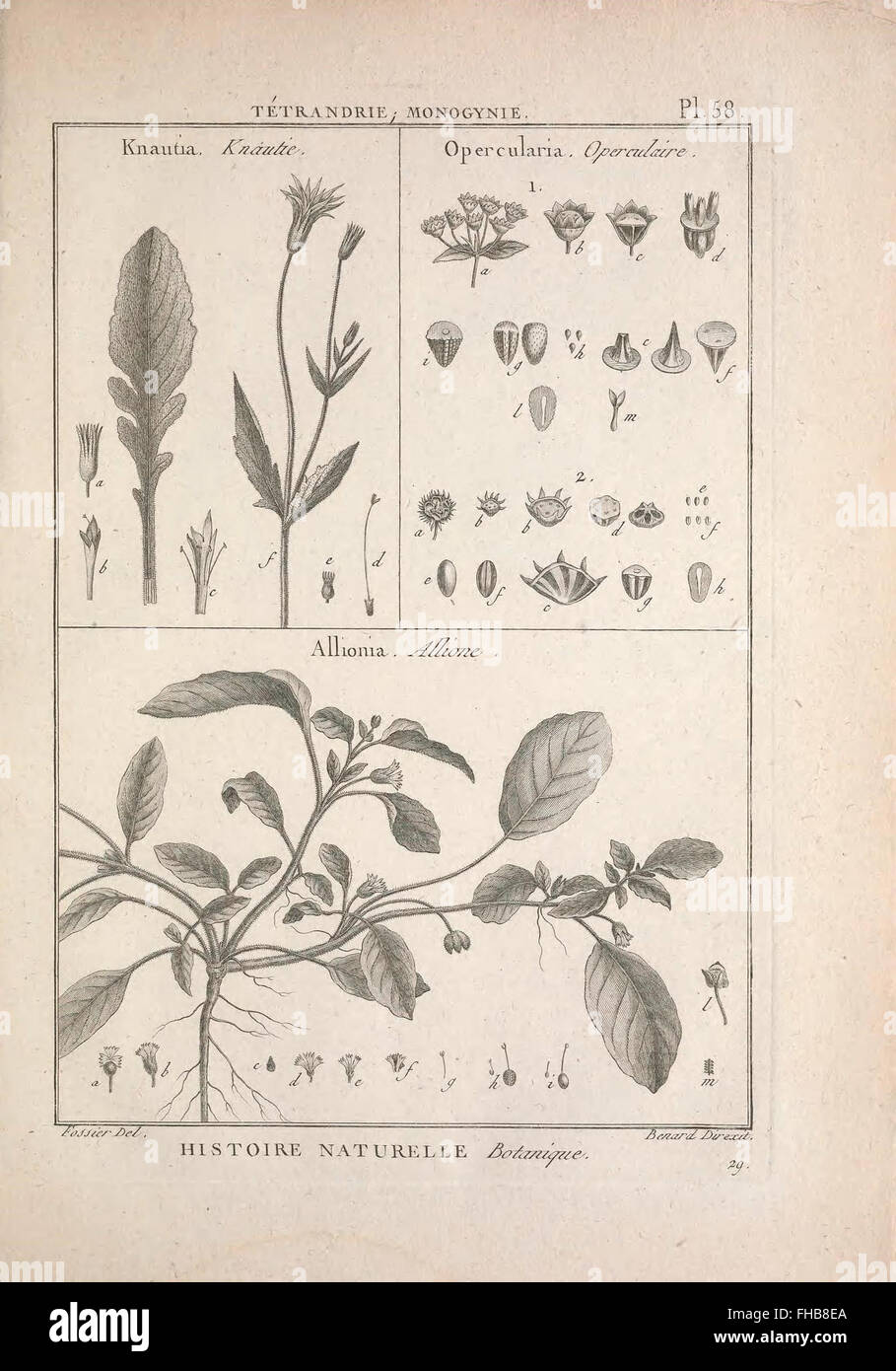 A comprehensive encyclopedia featuring detailed illustrations and ...