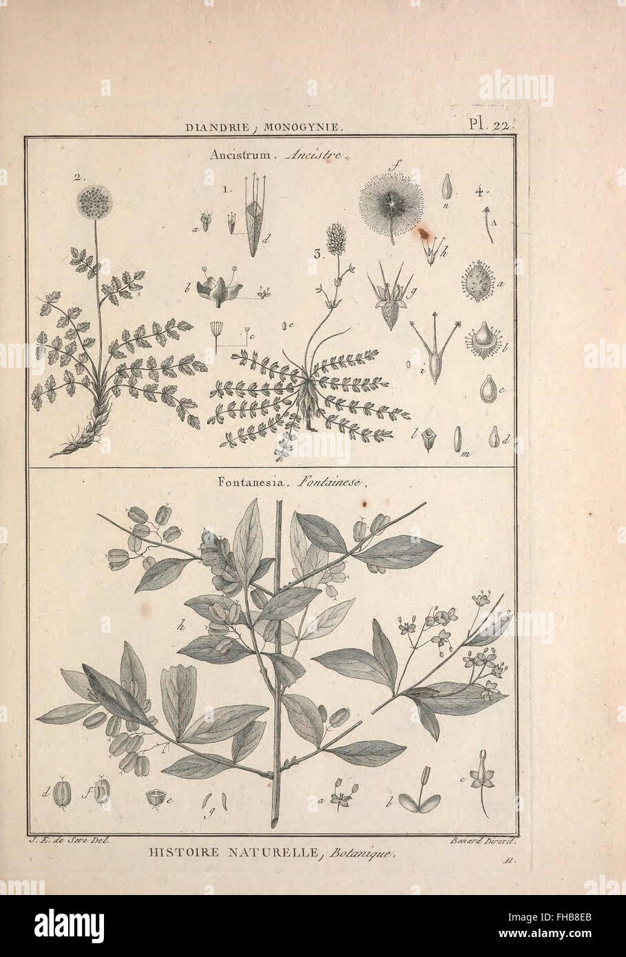 'Tableau encyclopédique et méthodique des trois règnes de la nature ...