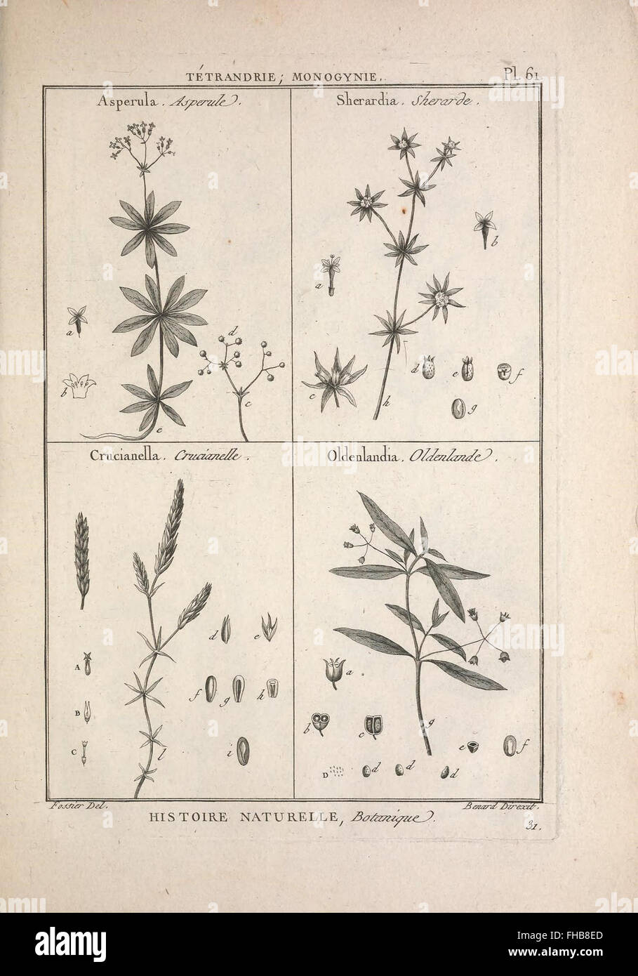 Botany Pictorial works Smithsonian Libraries Stock Photo - Alamy