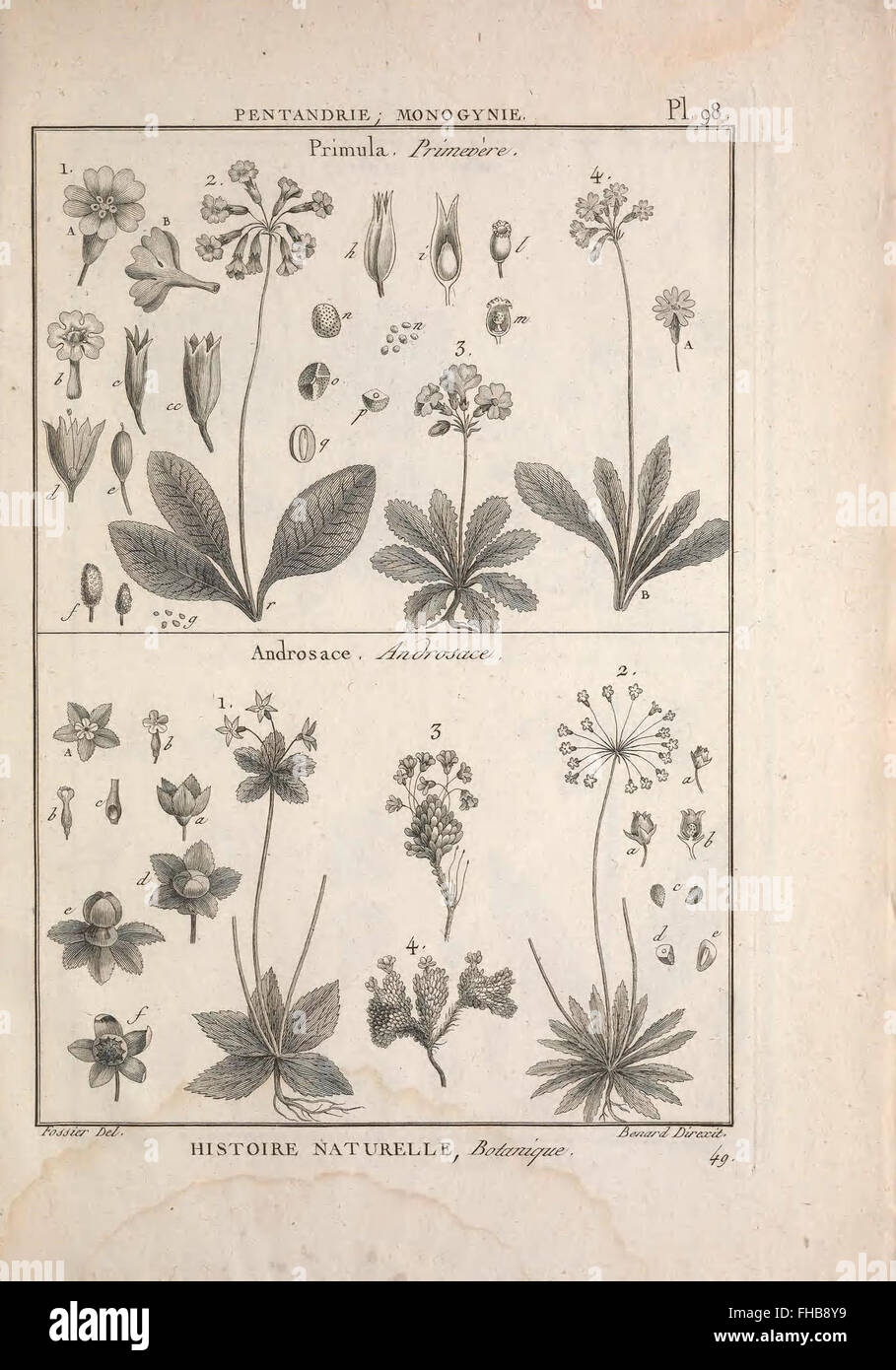 Comprehensive visual taxonomy hi-res stock photography and images - Alamy