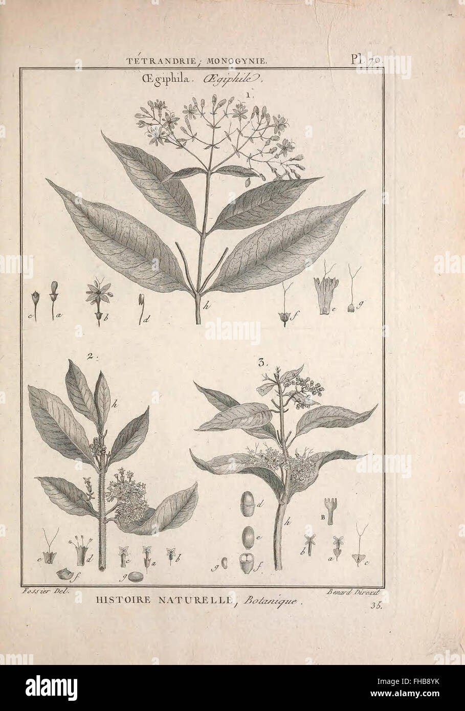 A visual representation from the 'Tableau encyclopédique et méthodique ...