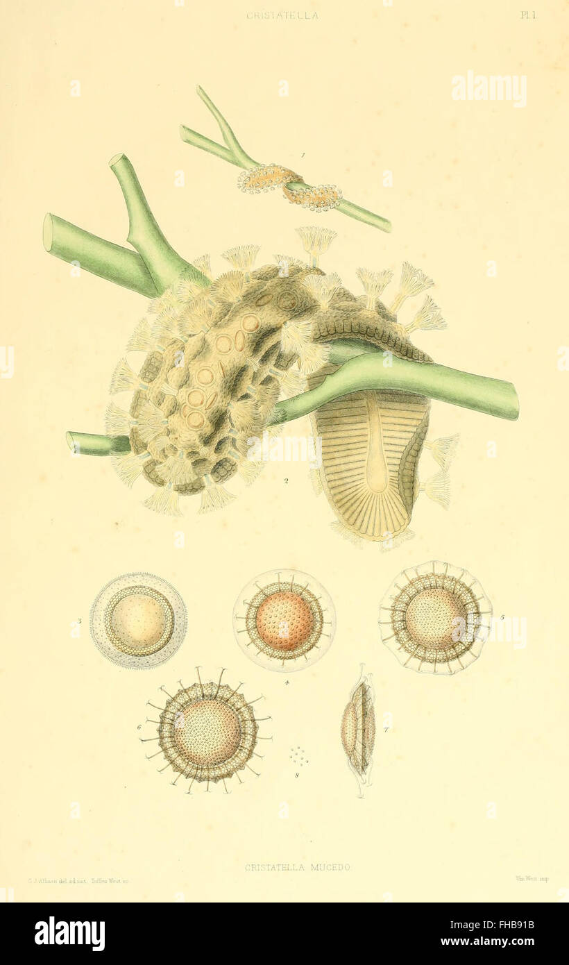A comprehensive study on the freshwater polyzoa (Bryozoa or Ectoprocts ...