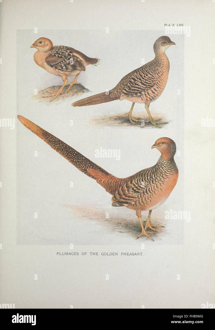 A comprehensive study of pheasants, exploring various species, their ...