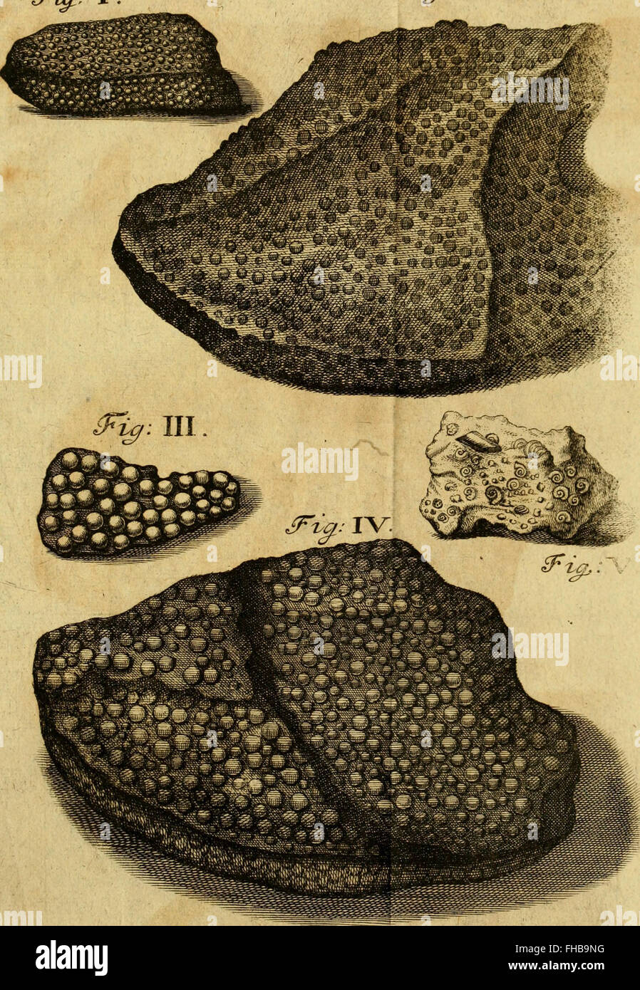 Thesaurus Subterraneus Ducatus Brunsvigii, a 1728 work documenting the ...