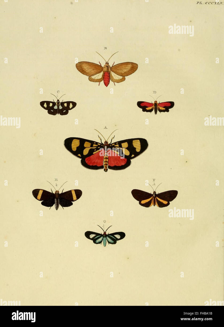 A supplementary work cataloging foreign butterfly species, featuring ...