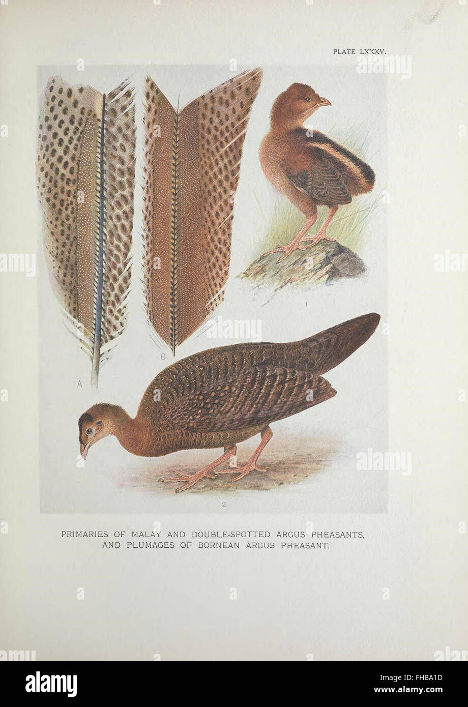 A detailed study on pheasants, exploring their species, behaviors, and ...