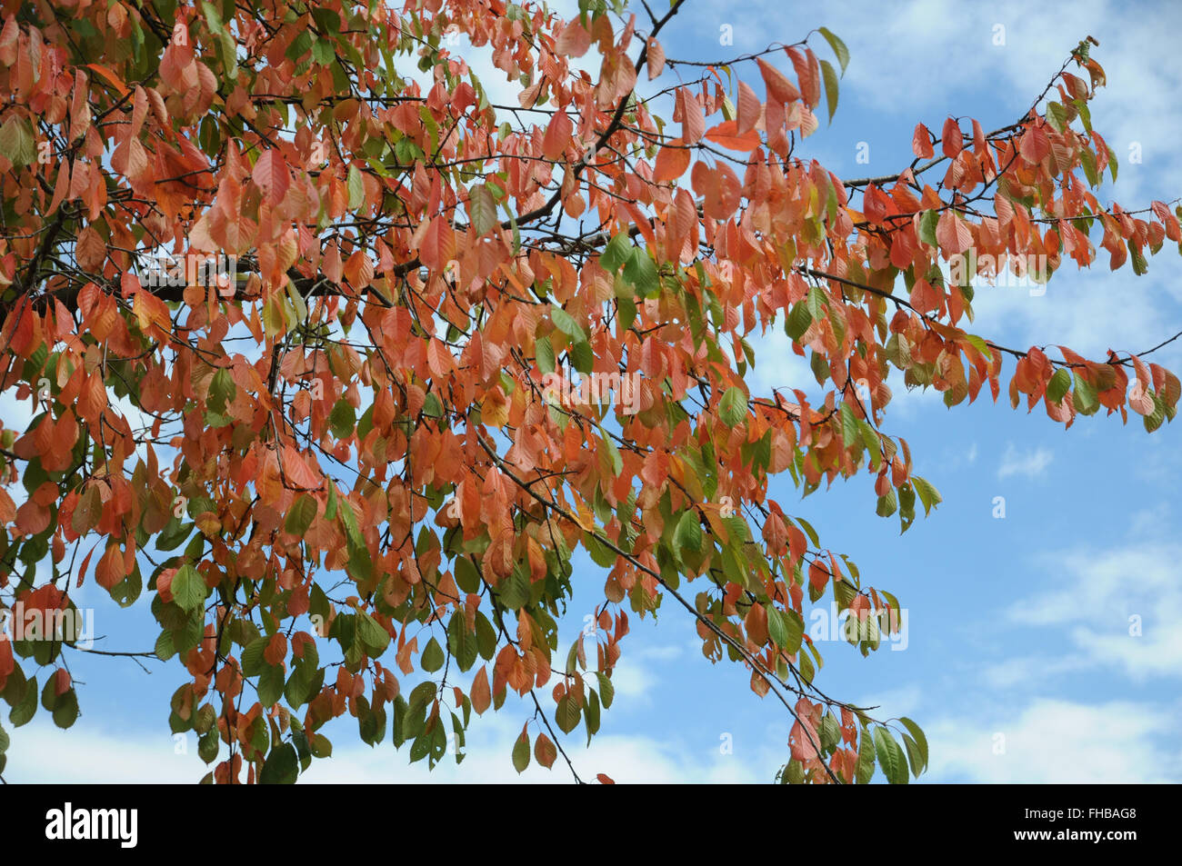 Leaves of cherry tree hi-res stock photography and images - Alamy