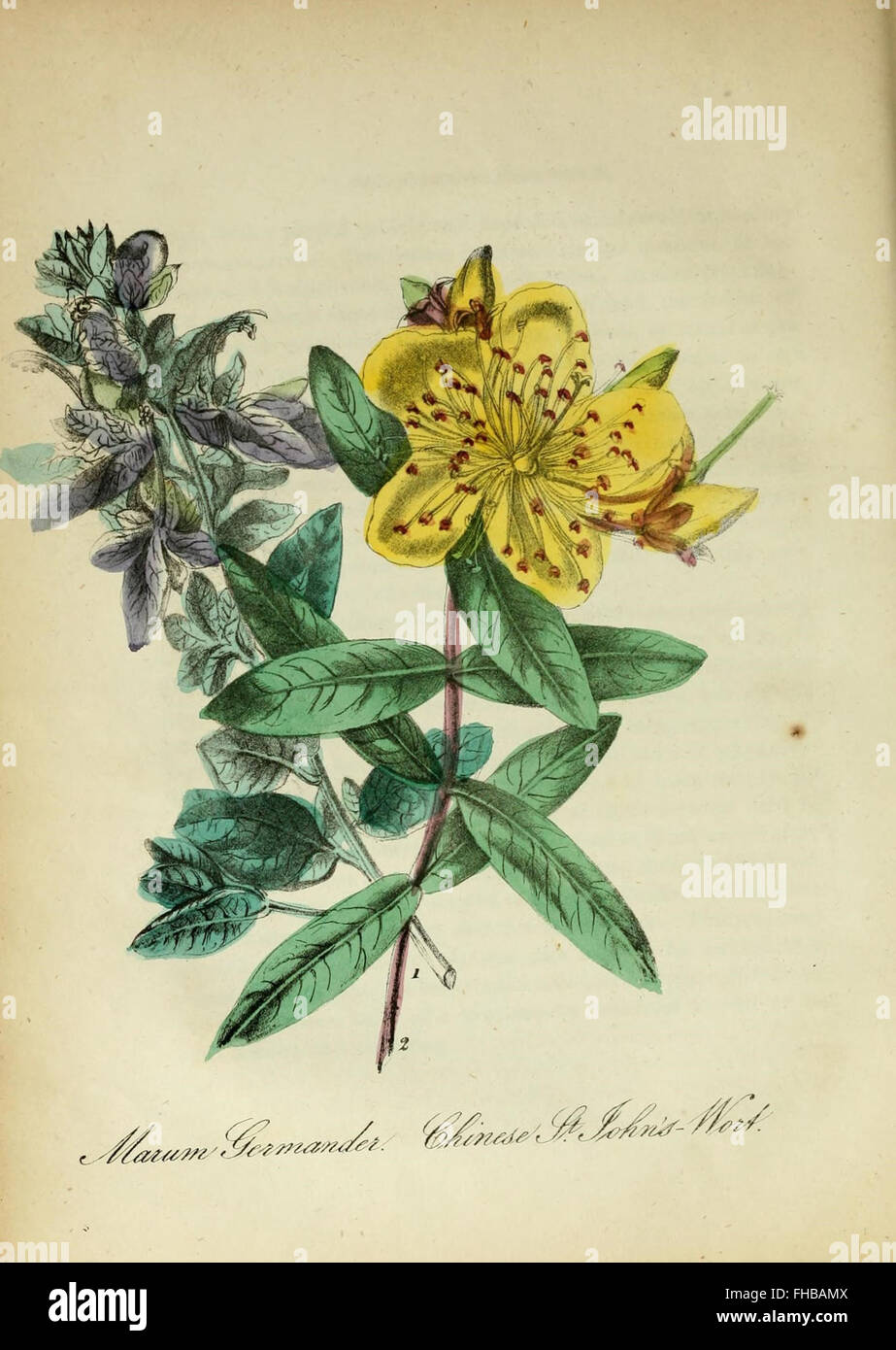The American flora, Medicinal plants Mertz Library, The New York ...